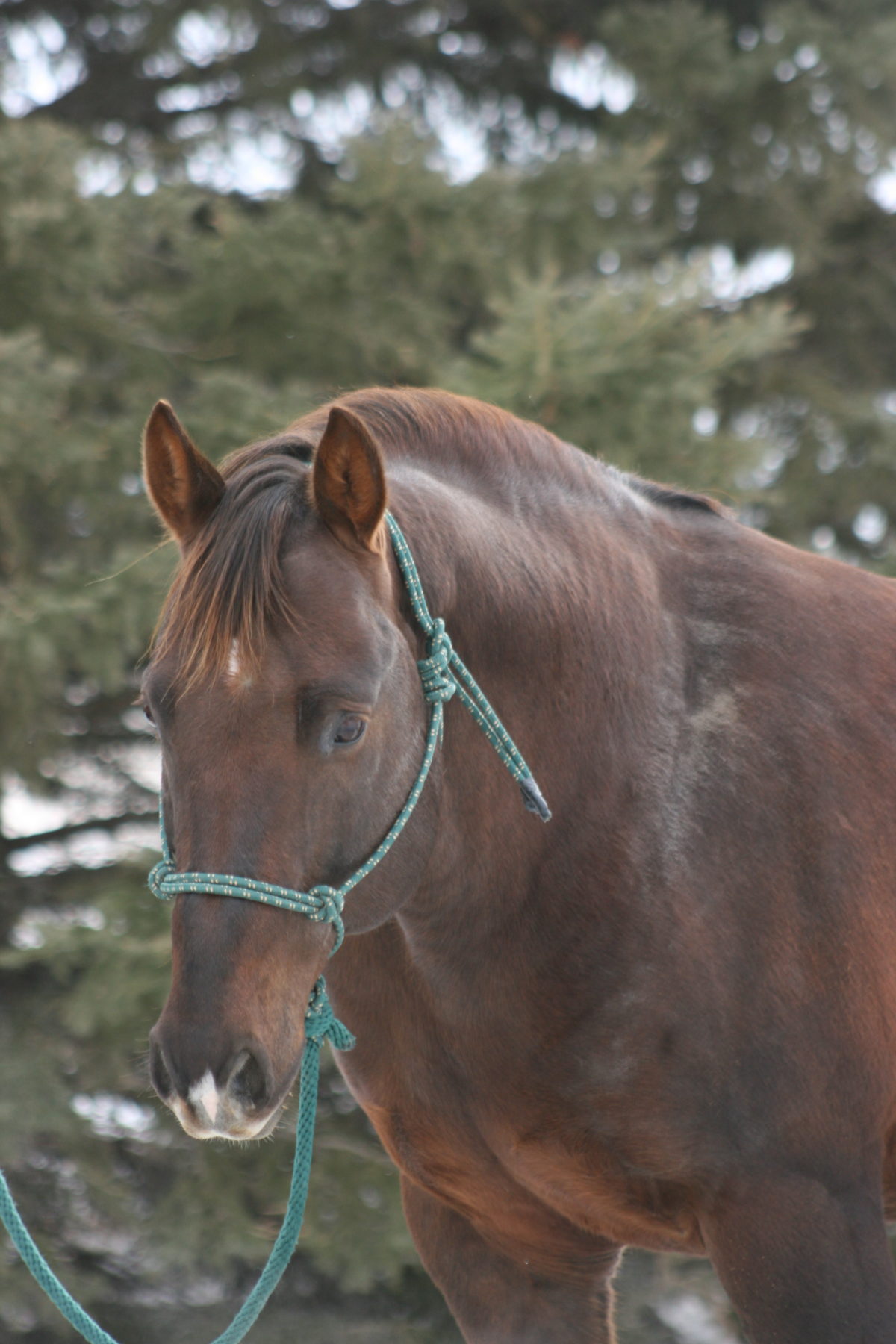 FOALS – DCF PERFORMANCE HORSES