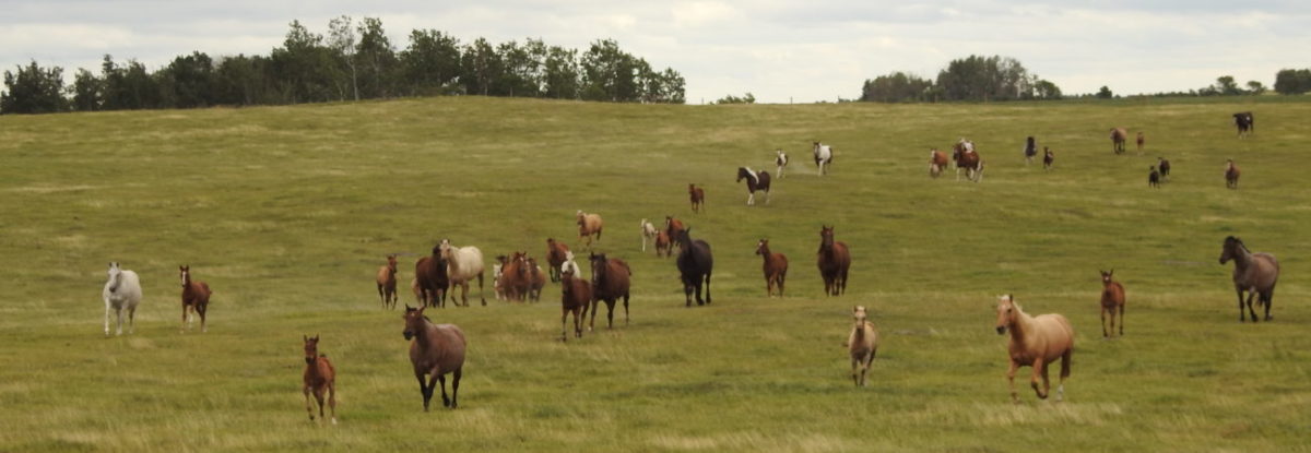 AQHA BROODMARES – DCF PERFORMANCE HORSES