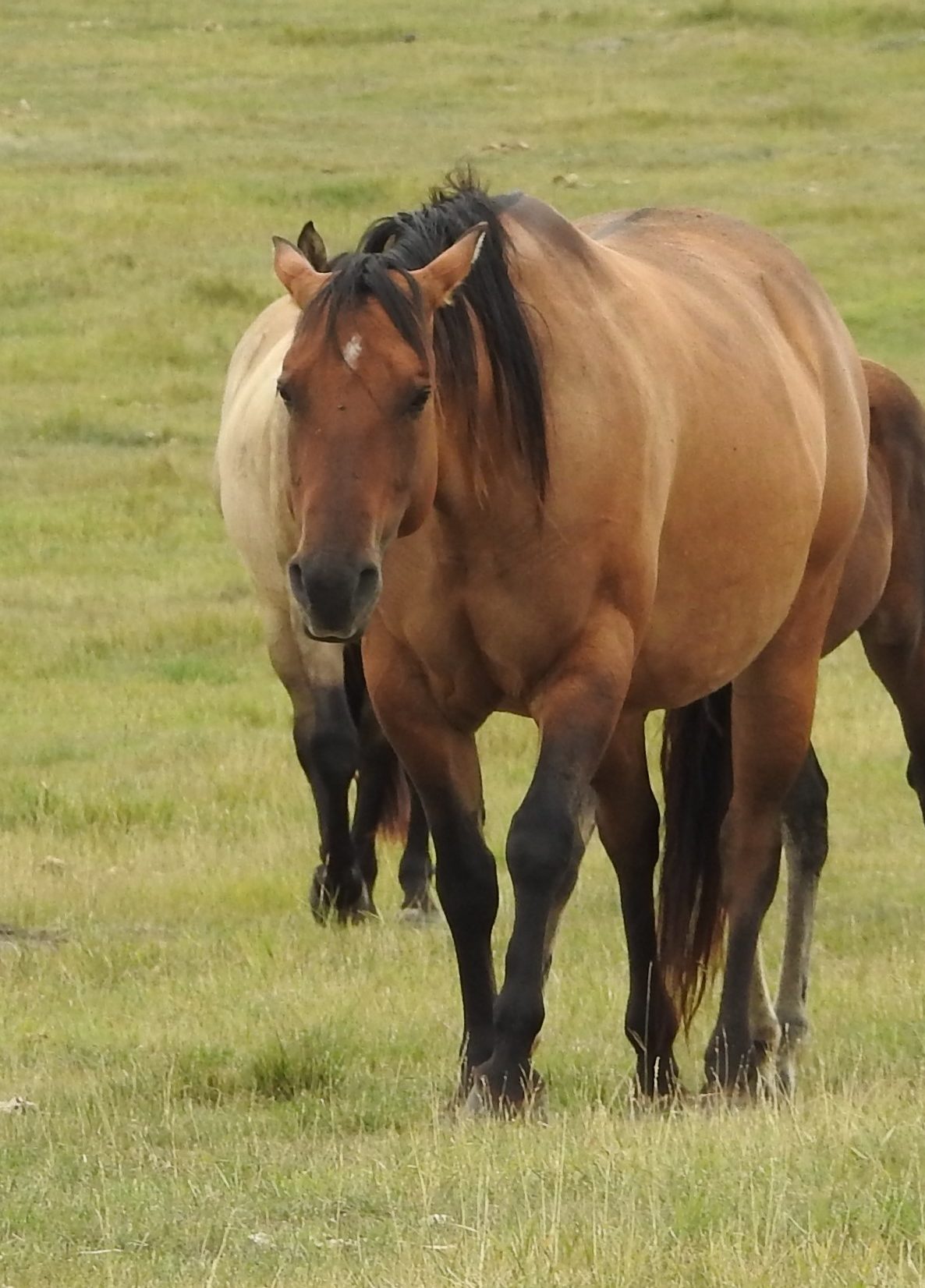 AQHA BROODMARES – DCF PERFORMANCE HORSES