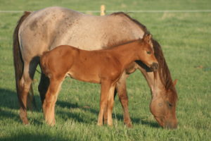 AQHA BROODMARES – DCF PERFORMANCE HORSES