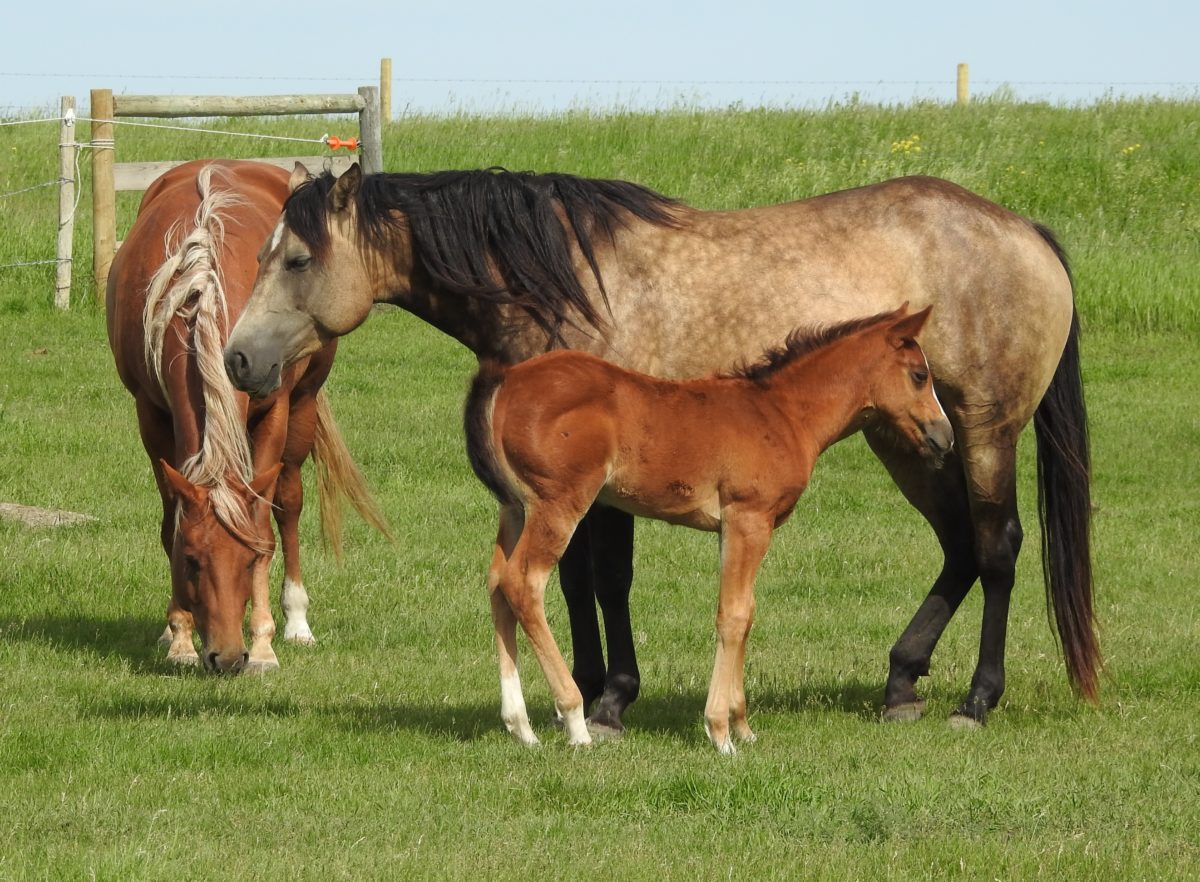 AQHA BROODMARES – DCF PERFORMANCE HORSES