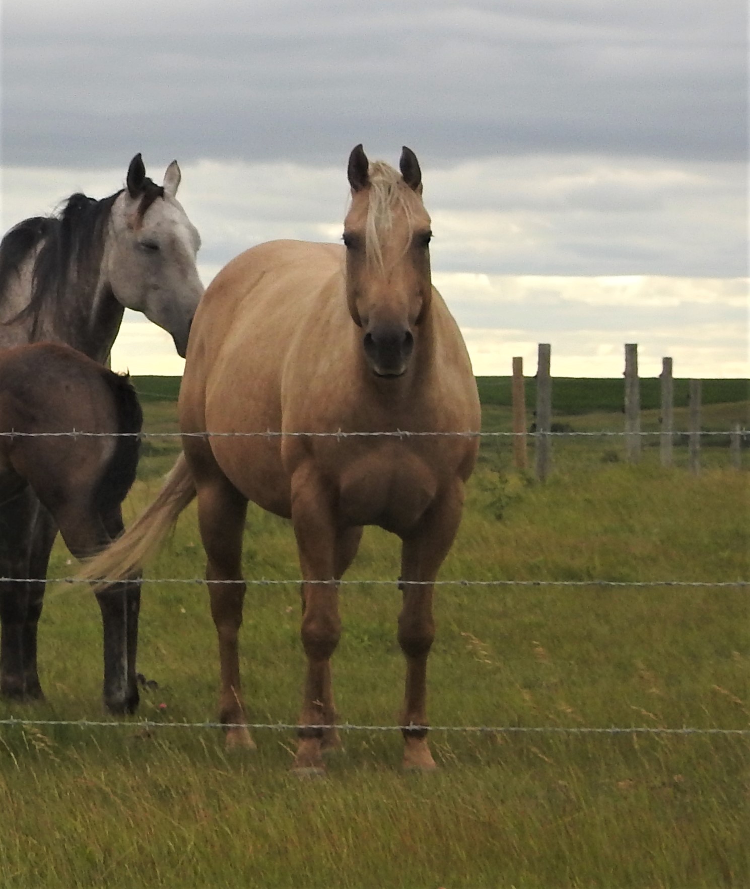 AQHA BROODMARES – DCF PERFORMANCE HORSES