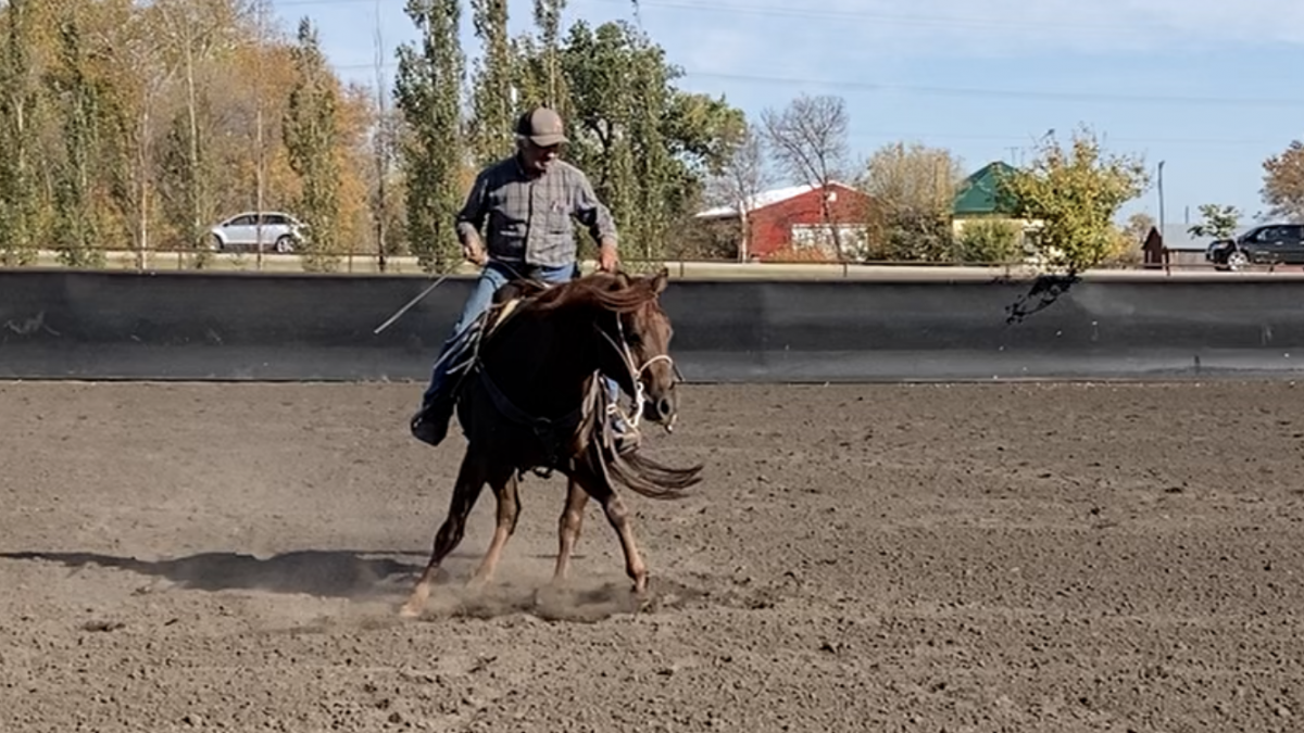 STALLIONS – DCF PERFORMANCE HORSES