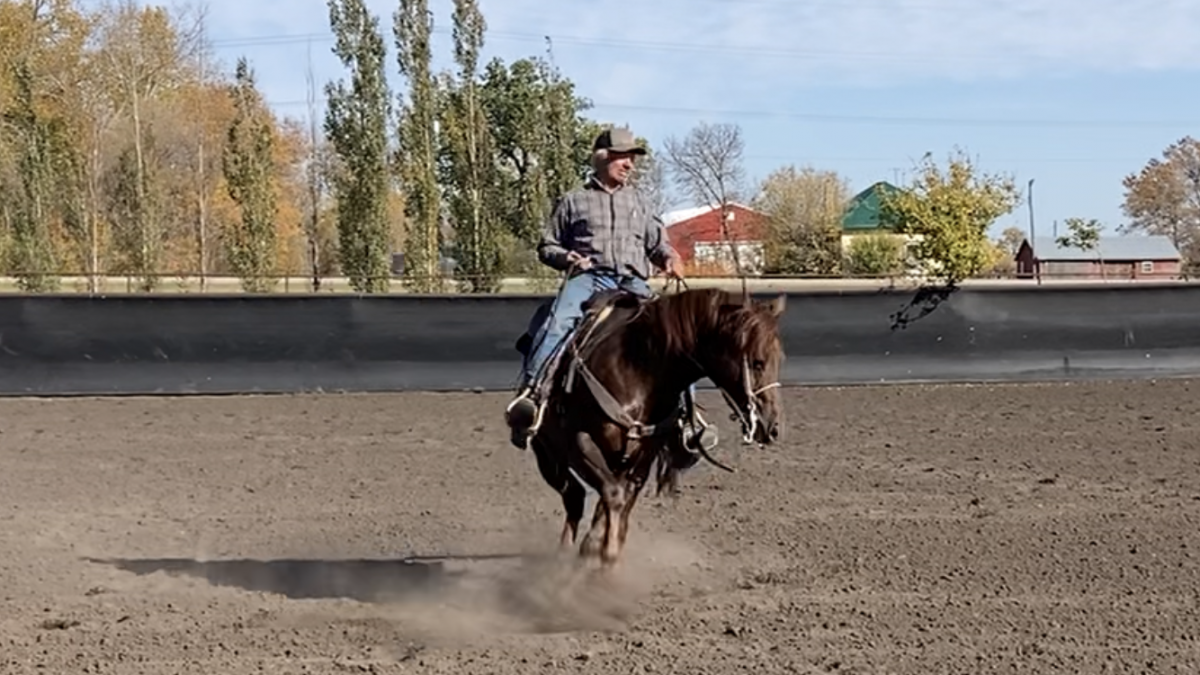 STALLIONS – DCF PERFORMANCE HORSES