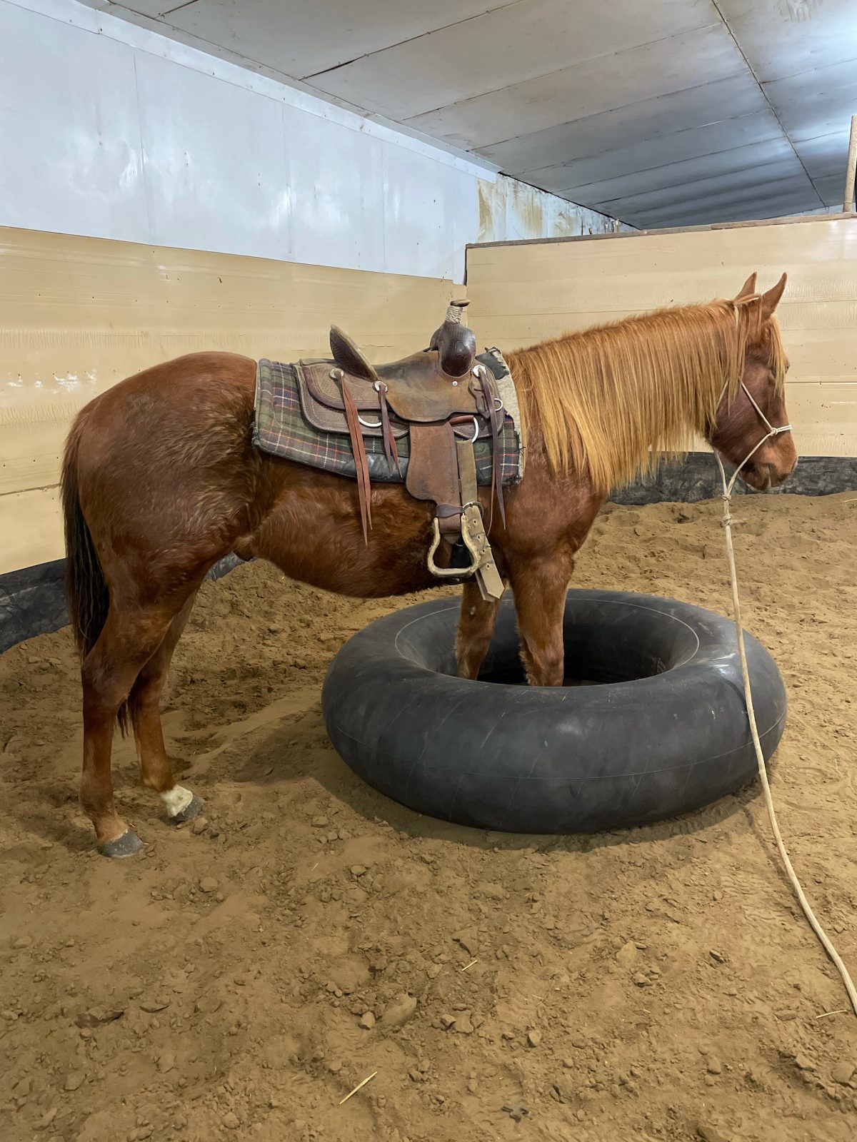 PROSPECTS – DCF PERFORMANCE HORSES