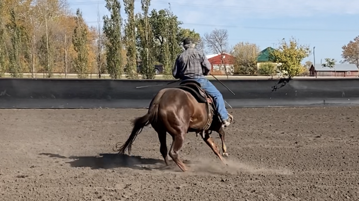 STALLIONS – DCF PERFORMANCE HORSES