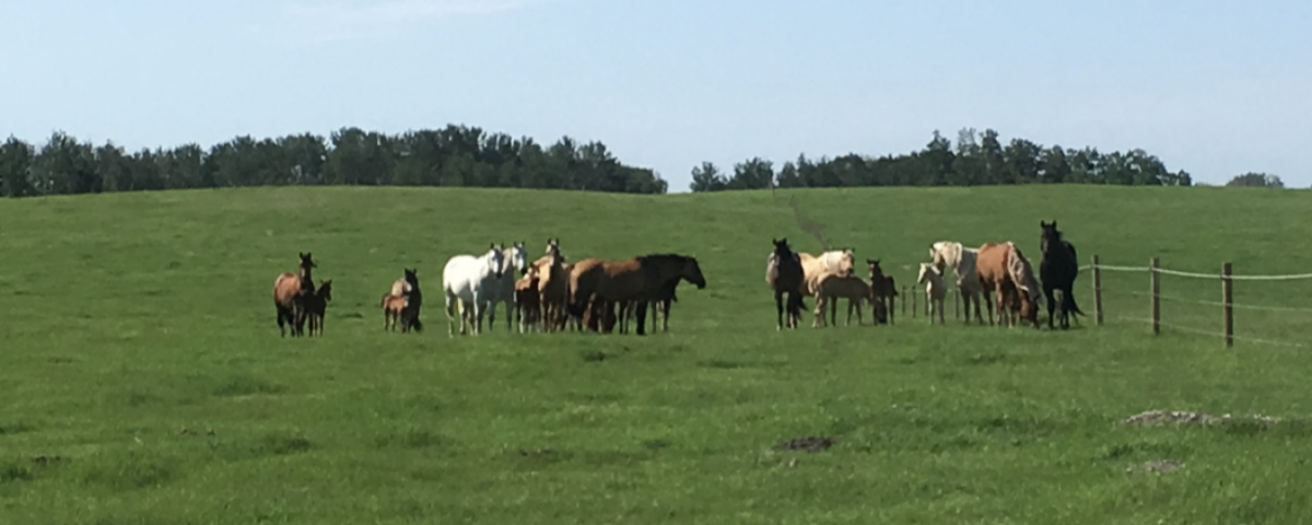 FOALS – DCF PERFORMANCE HORSES