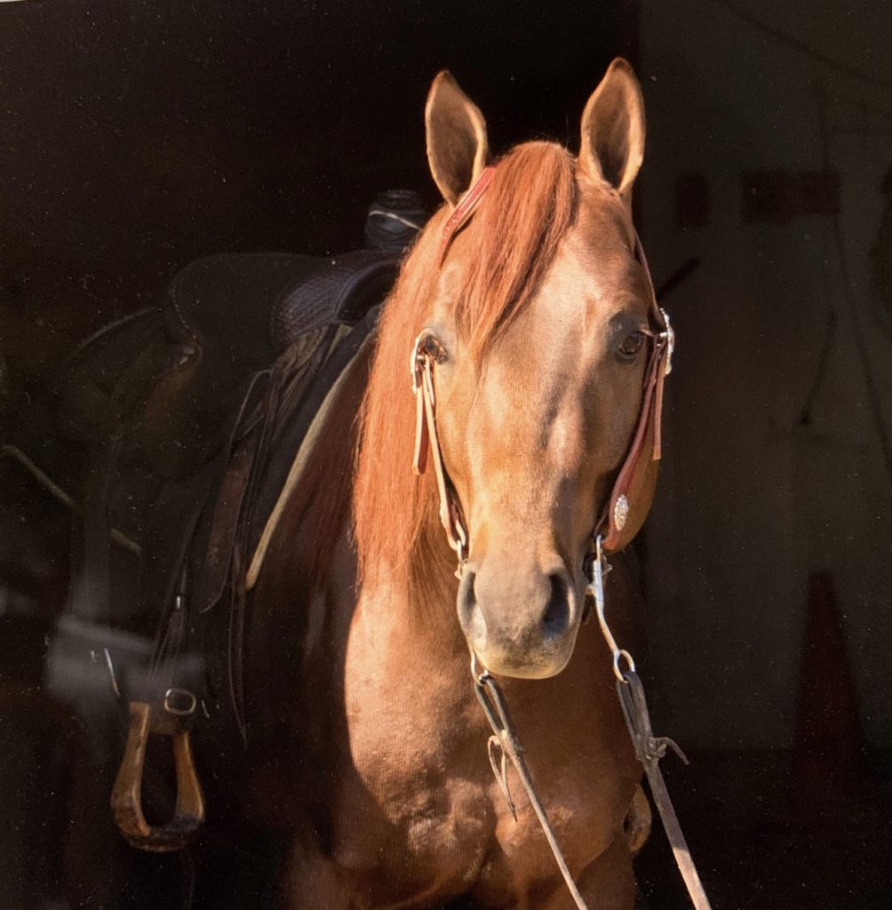 STALLIONS – DCF PERFORMANCE HORSES