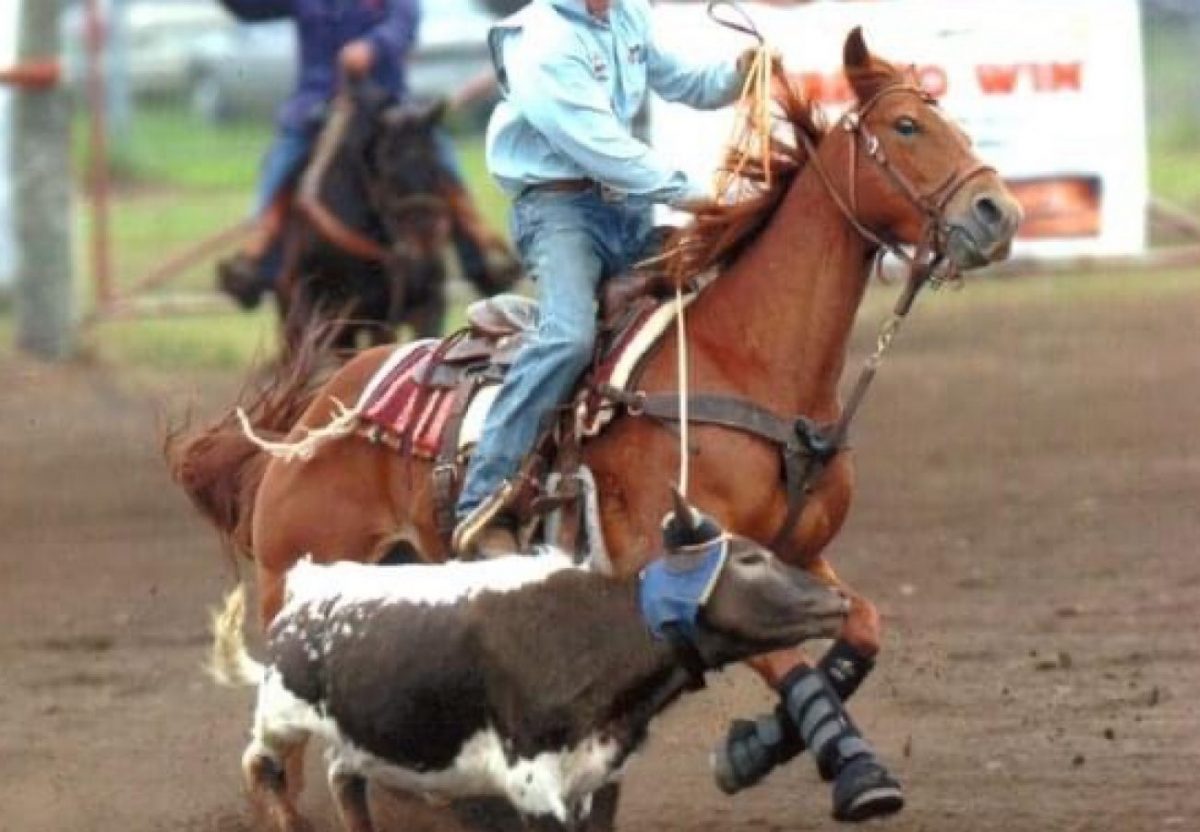 AQHA BROODMARES – DCF PERFORMANCE HORSES