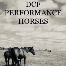 AQHA BROODMARES – DCF PERFORMANCE HORSES