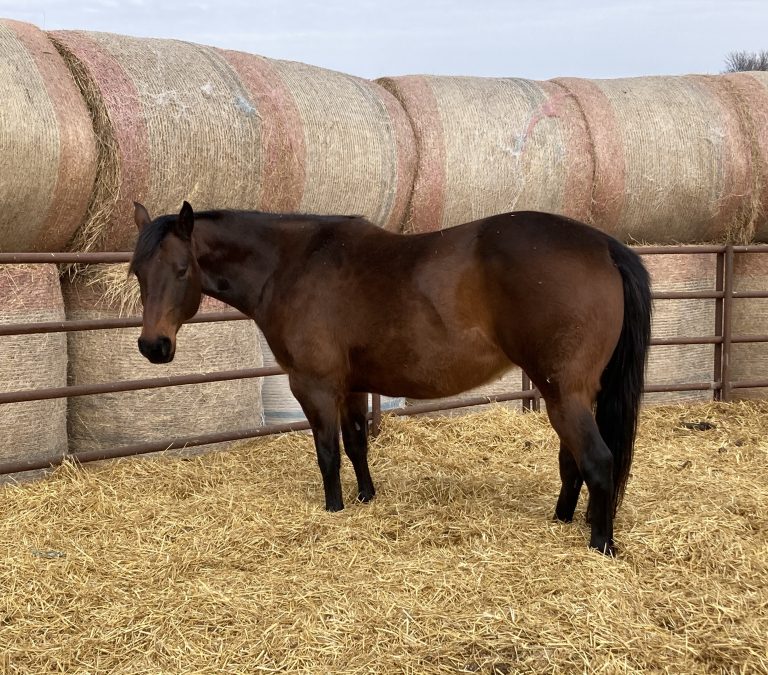 AQHA & APHA BROODMARES – DCF PERFORMANCE HORSES